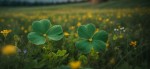 The Shamrock: A Symbol of Ireland and Its Rich Traditions – irish ...